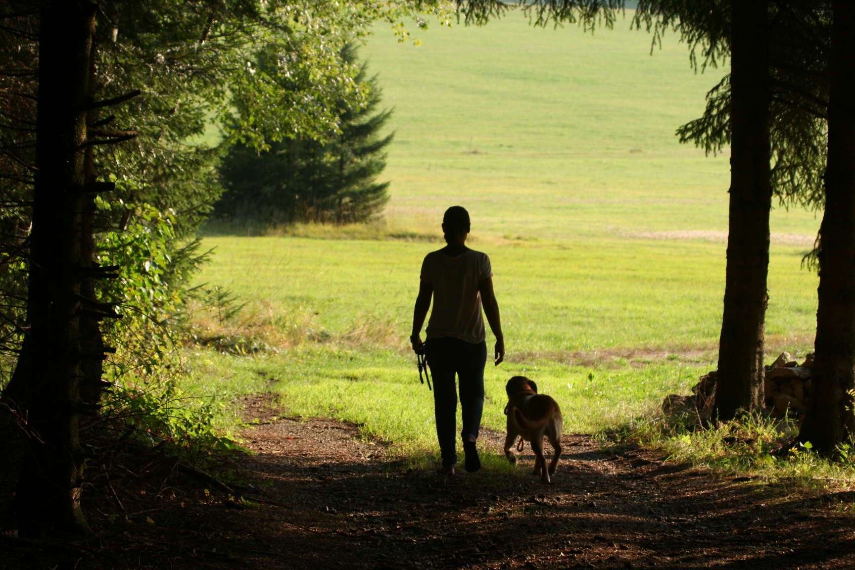 Labrador Welpen und Golden Retriever Welpen, Hundezucht der Familie ...