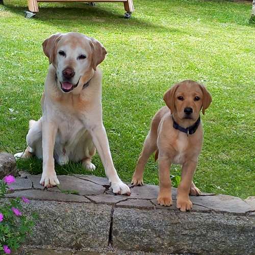 Labrador Welpen und Golden Retriever Welpen, Hundezucht der Familie ...