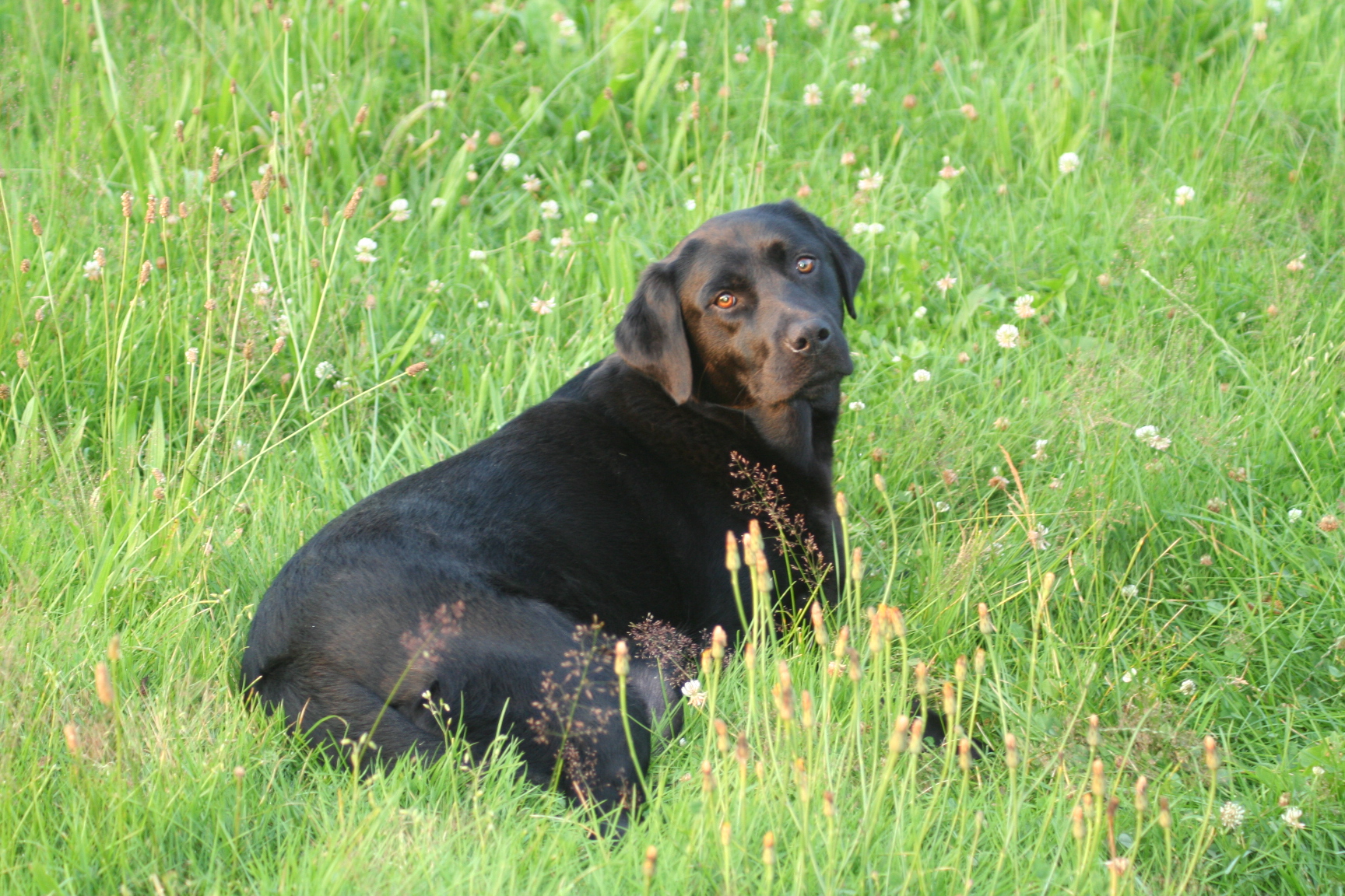 Labrador Welpen und Golden Retriever Welpen, Hundezucht der Familie ...